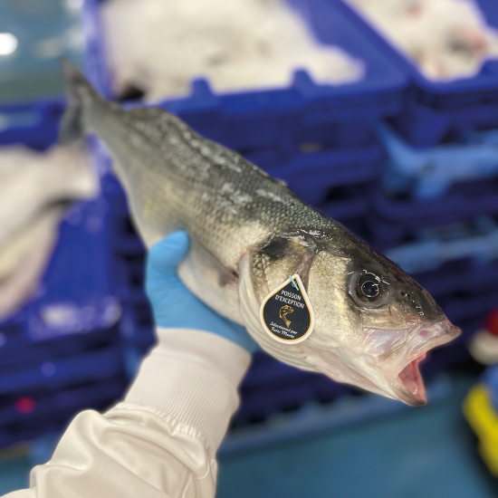Fresh Traditional Fish – Suppliers from Bretagne